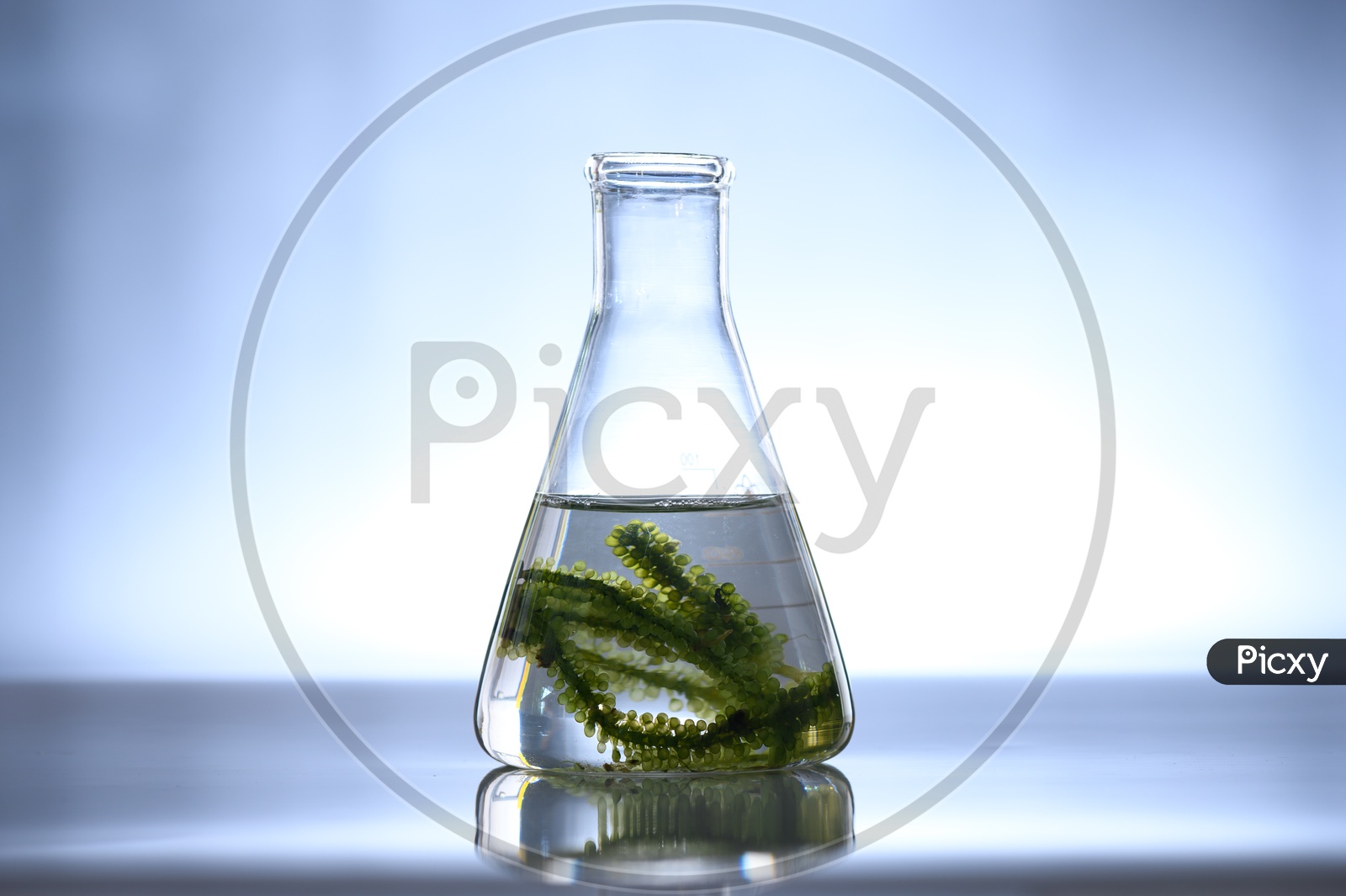 Image of Algae seaweed research in Conical Flask-UT320433-Picxy