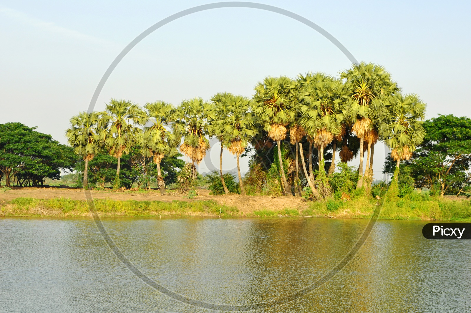 Image of Palmyra Trees On a Lake Bank In Erawan National Park-JU478113 ...
