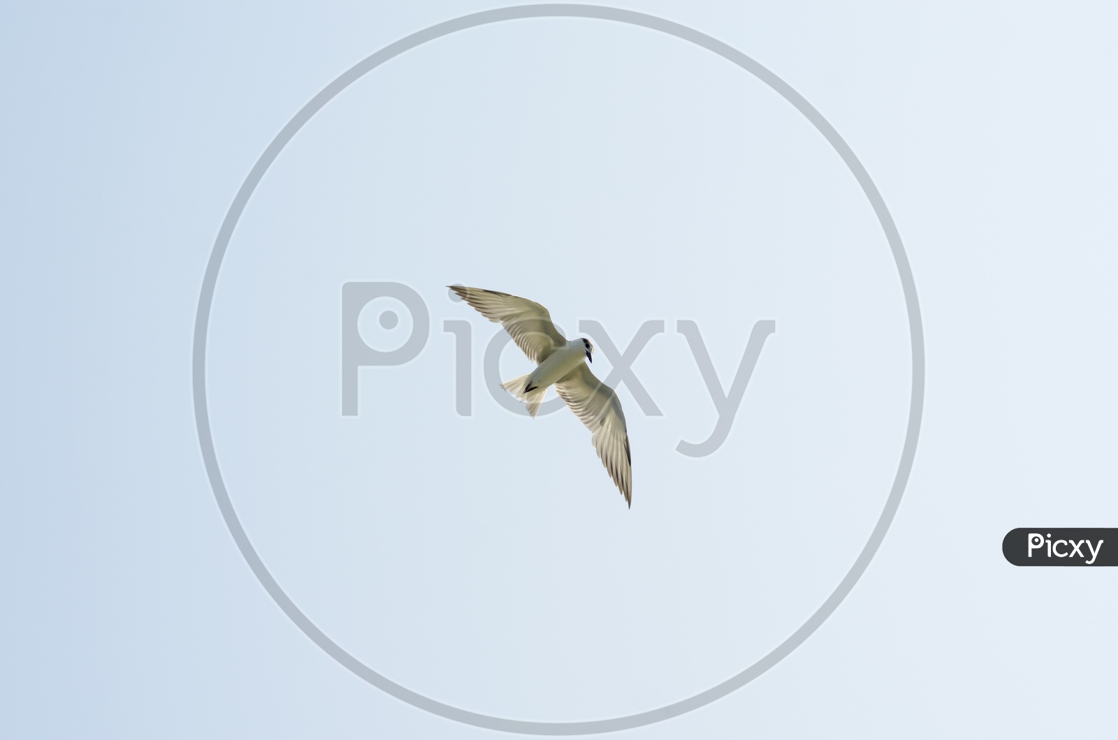 Image of Beautiful Bird flying in the Sky-FO878874-Picxy