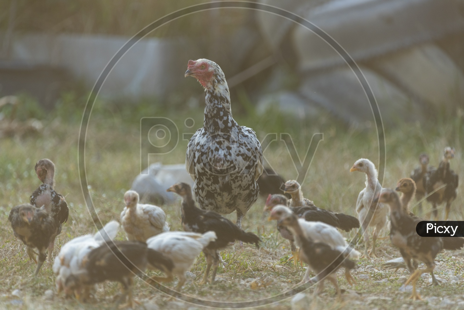 Image of Hen with Baby chicks in field, Sunset-HA358474-Picxy