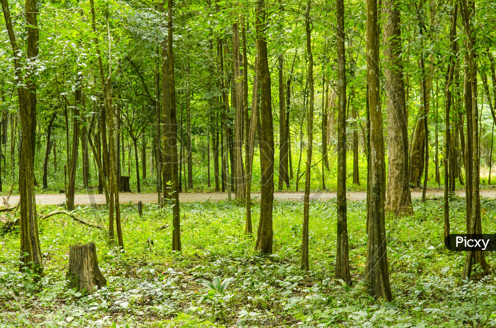 Image of A Deep forest during summer in Thailand-GX275337-Picxy