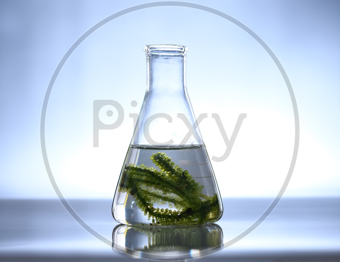 Image of Algae seaweed research in Conical Flask-UT320433-Picxy