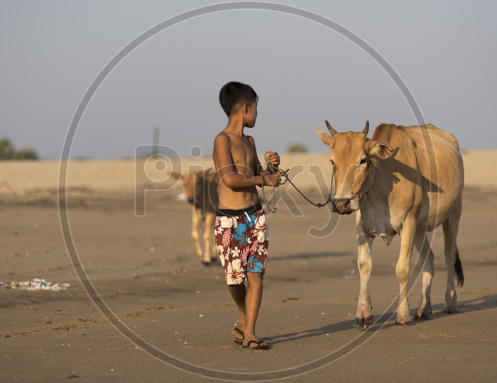 Image of A Burmese child with cattle on field-DS638708-Picxy