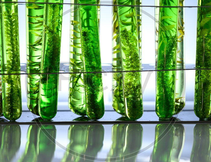 Image of Algae with solution in test tubes in laboratory-PY864031-Picxy
