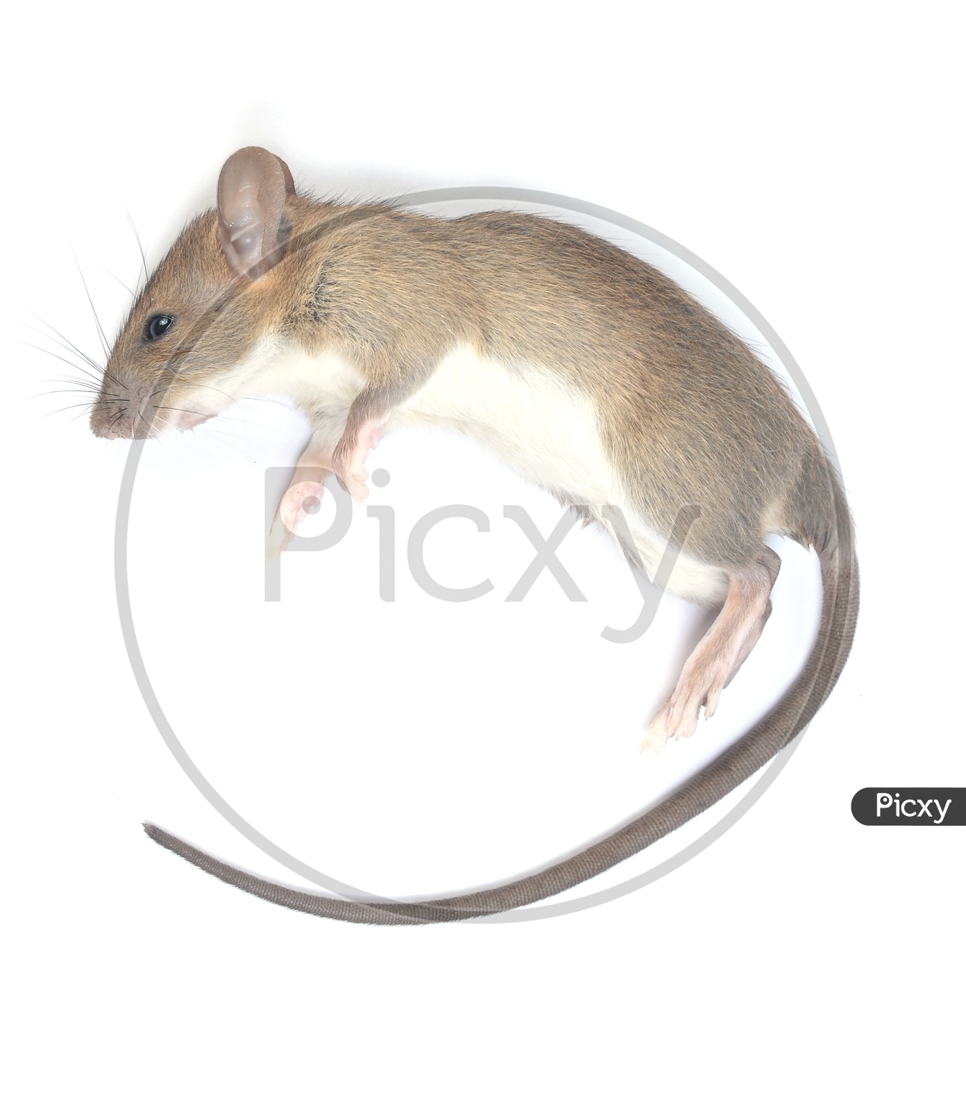 Image of A Dead Mouse Isolated on White Background-KF607194-Picxy