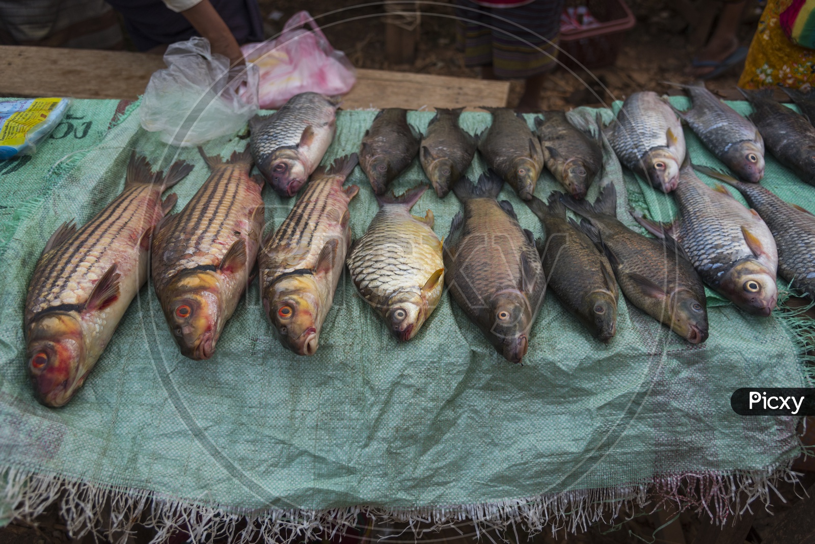 Image of Fresh fish in Laos market-HY660381-Picxy