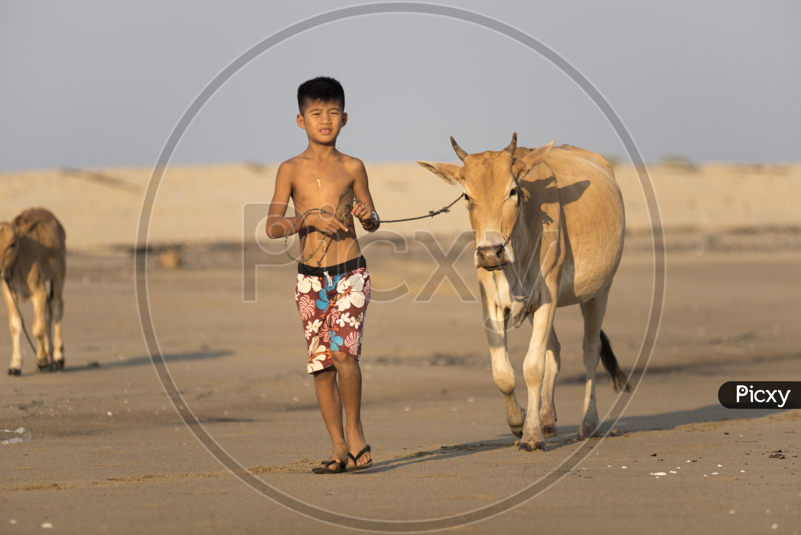Image of A Burmese child with cattle on field-DS638708-Picxy