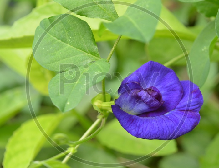 Image of Blue Dawn Flower on Plant-VH051046-Picxy