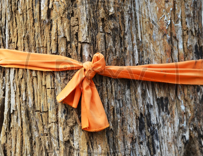 Image of Tree bark tied with clergy cloth-FB854982-Picxy