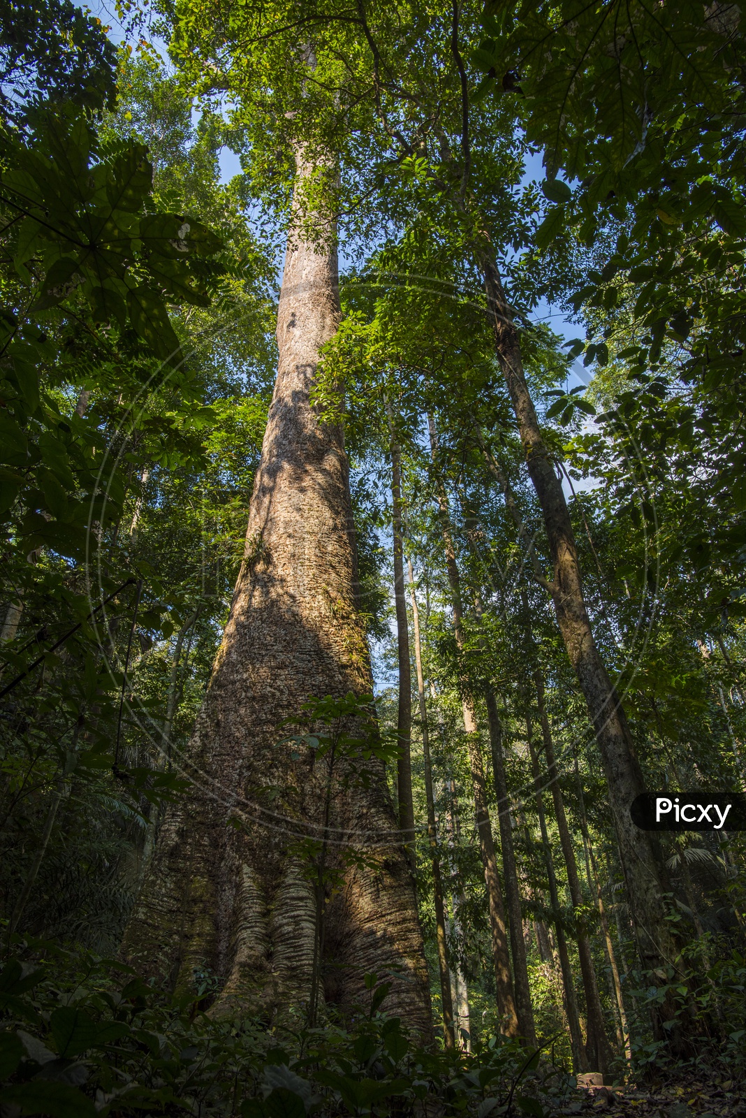 Image of tropical forest With Big Trees In Khao Yai National Park ...