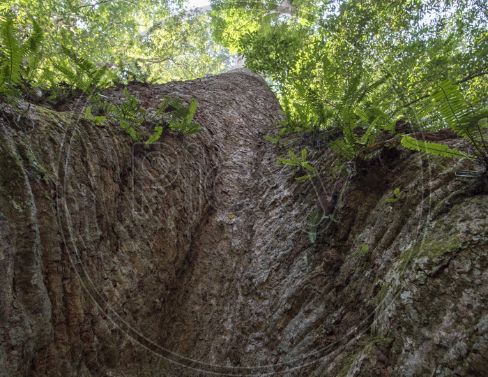 Image of Stem of a Big Tree in Tropical Forest-UA883047-Picxy