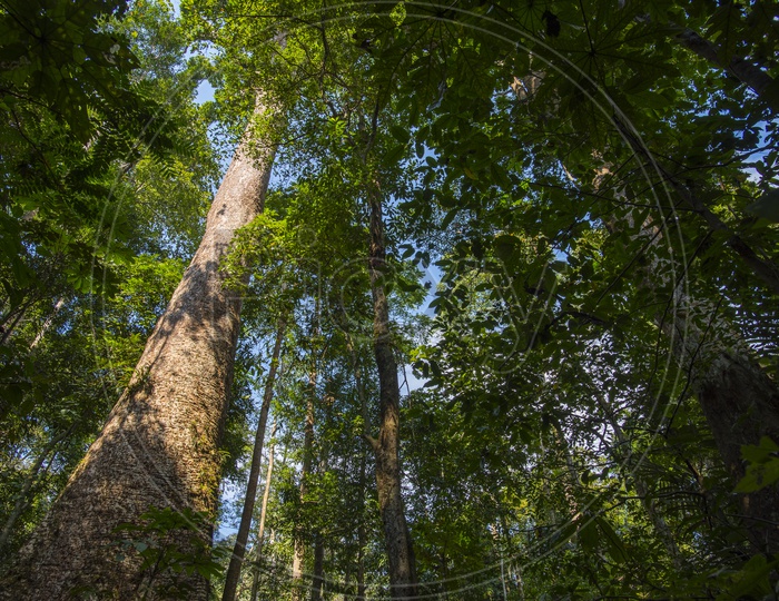 Image of Canopy Of Big Trees With Stems In a Tropical Forest-FQ940802-Picxy
