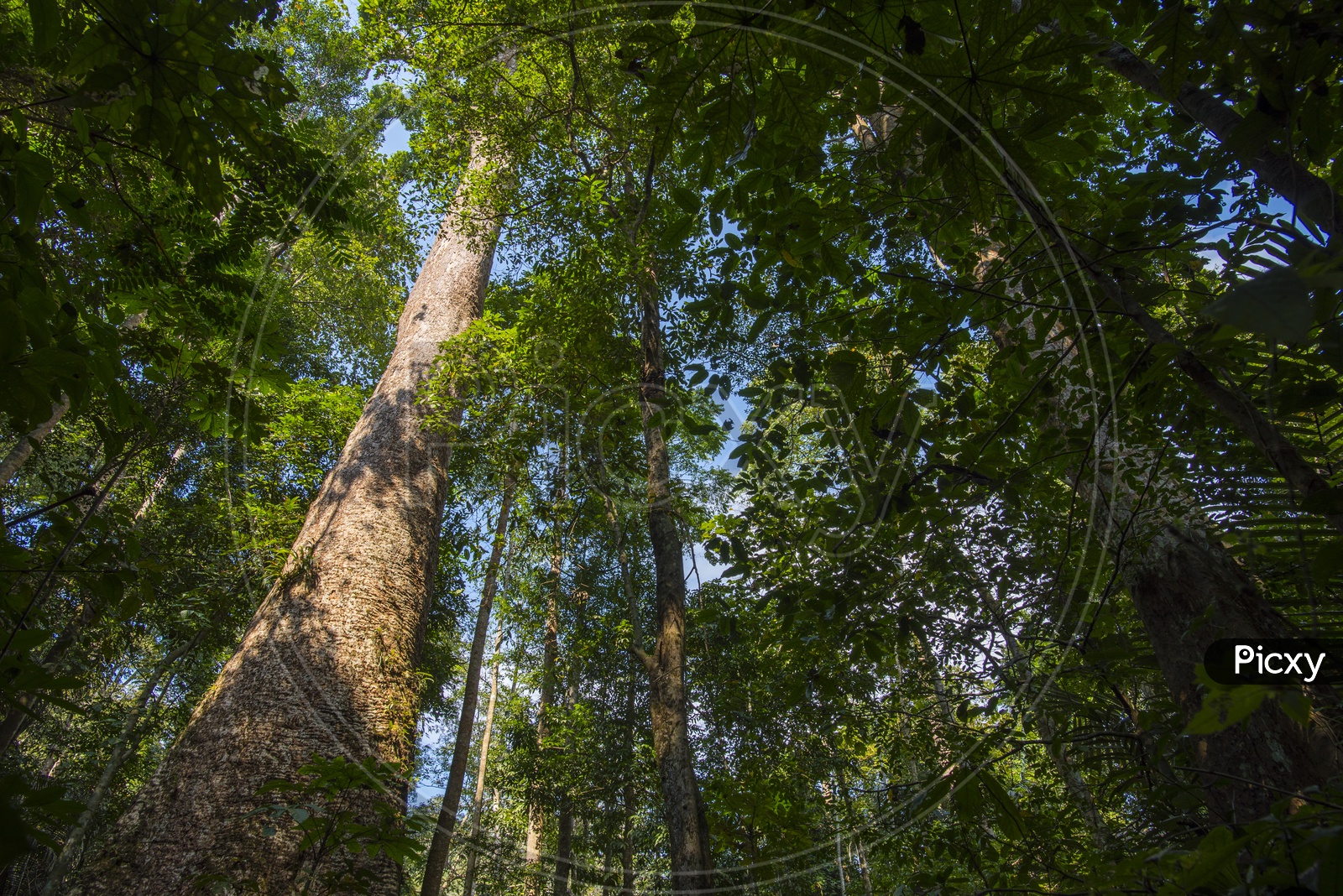 Image of Canopy Of Big Trees With Stems In a Tropical Forest-FQ940802-Picxy