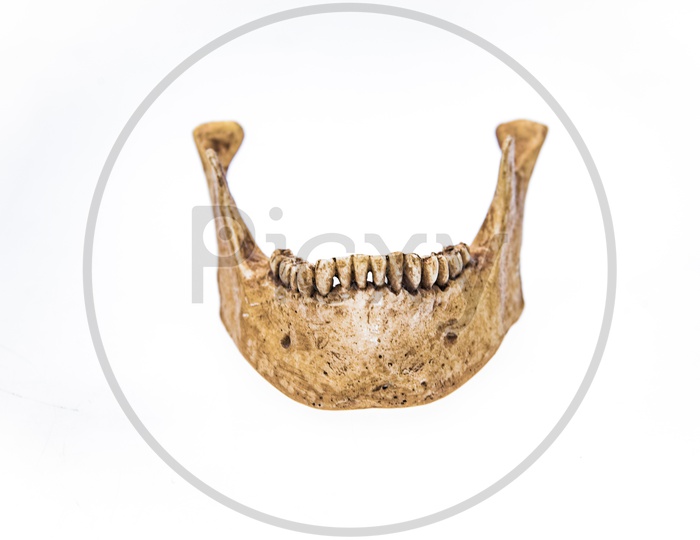 Image of A Human skull Jaw with teeth-AY461264-Picxy