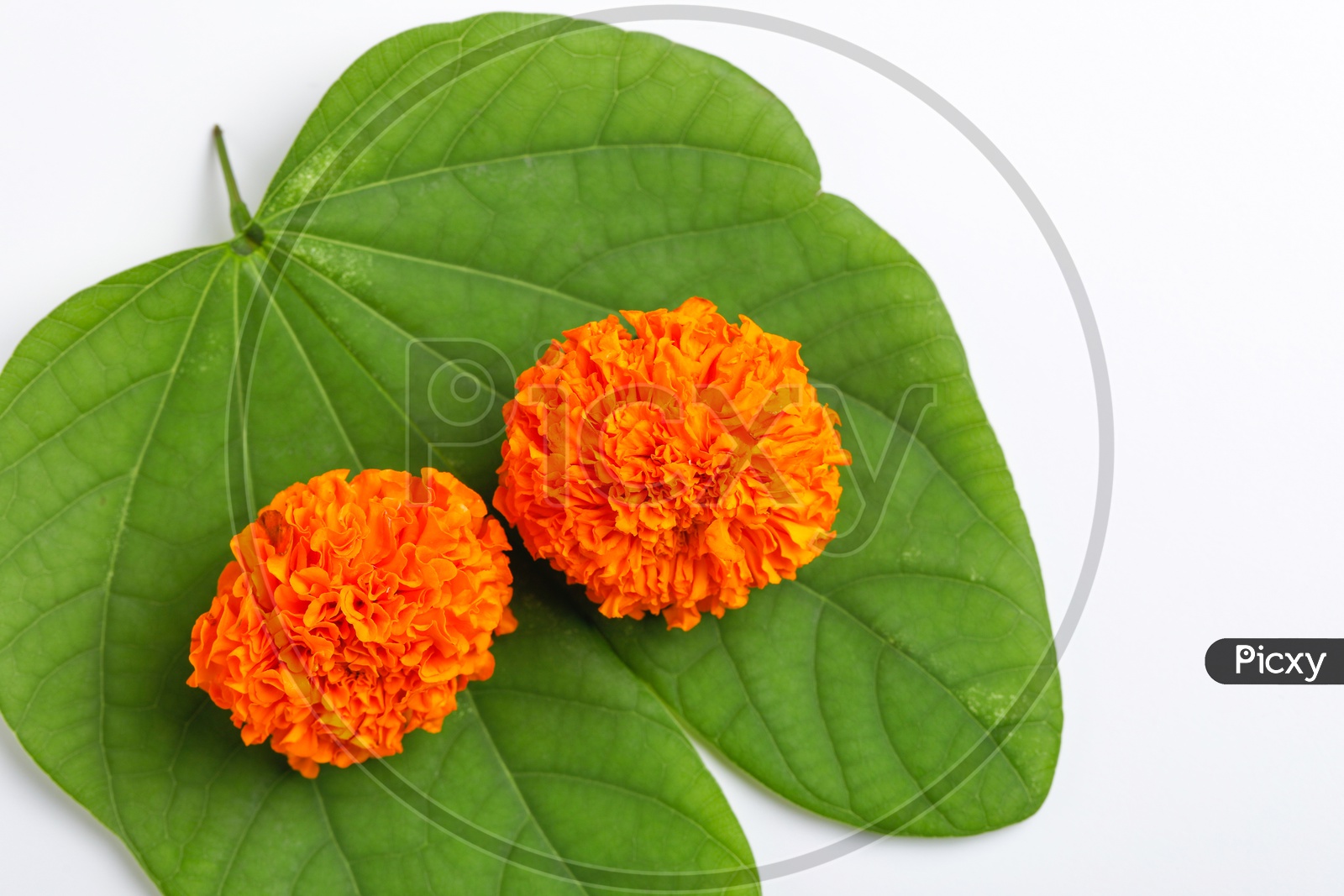 Image of Dussehra Festival Representation With Bauhinia Leafs and ...
