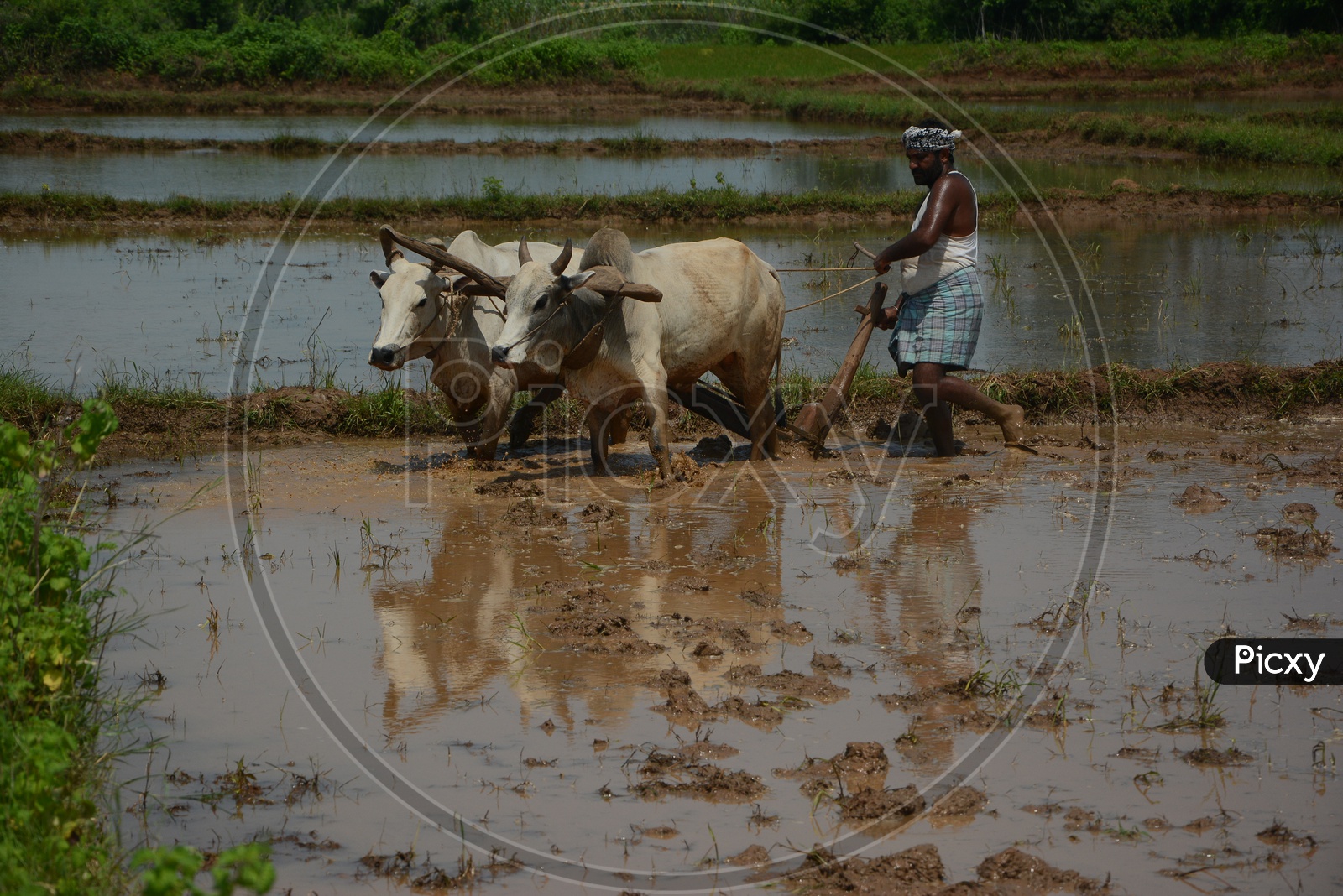 Image of Indian Farmer Ploughing Agricultural Field With Bullocks In ...