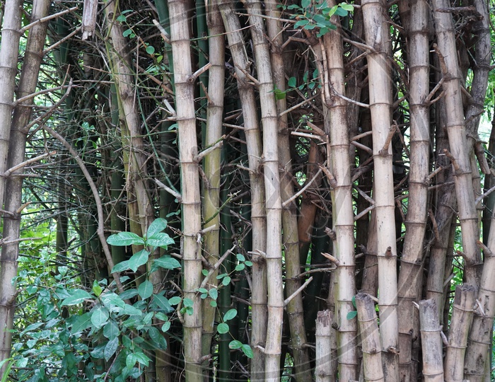 Image of Bamboo trees-NH136715-Picxy