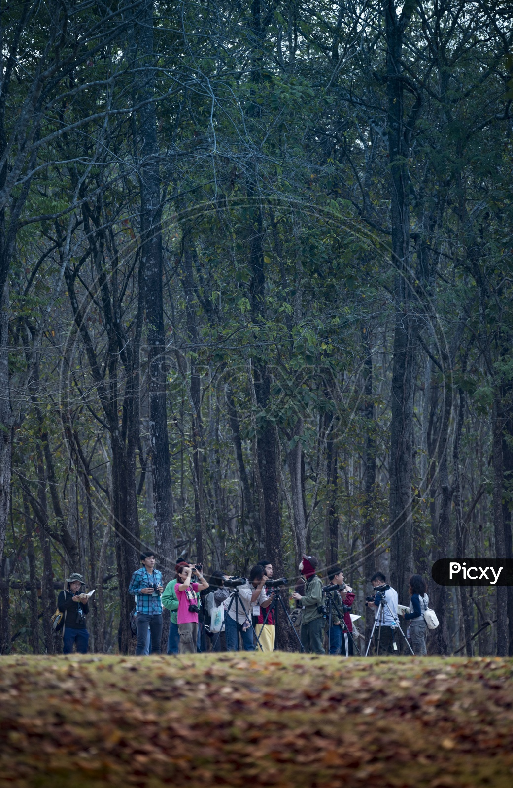 Image of Wild Life Photographers Shooting Birds At Khao Yai National ...