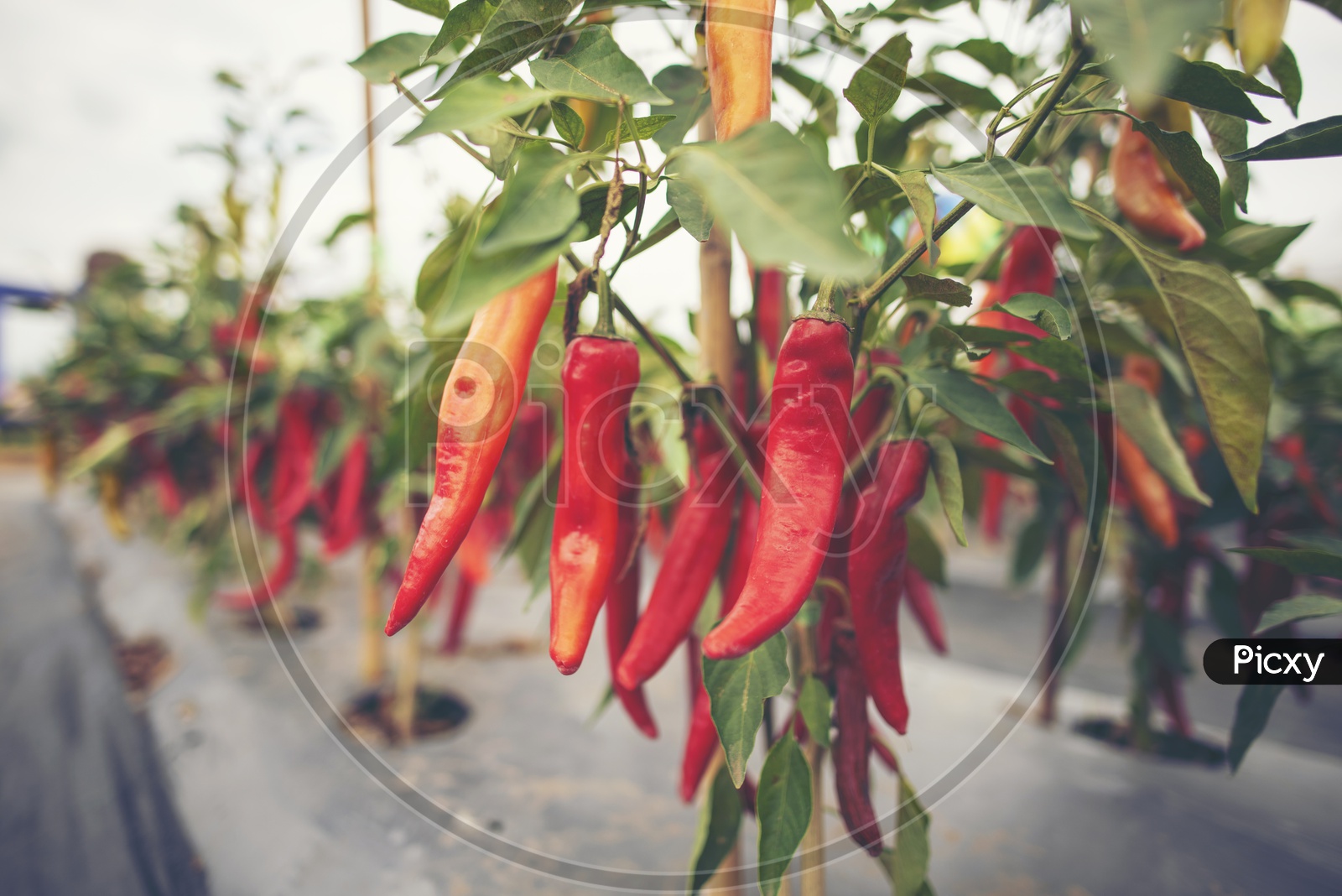 Image of Chilies growing a Farm, Thailand-HB391801-Picxy