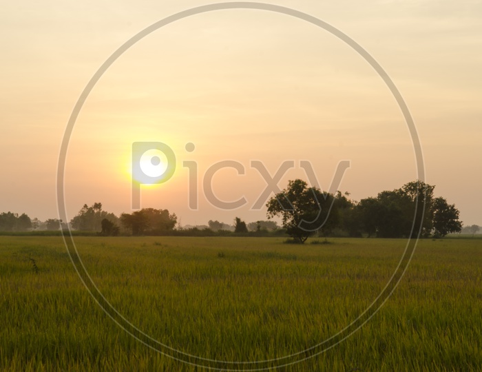 Image of Dawn Over a Paddy Field-VL871655-Picxy