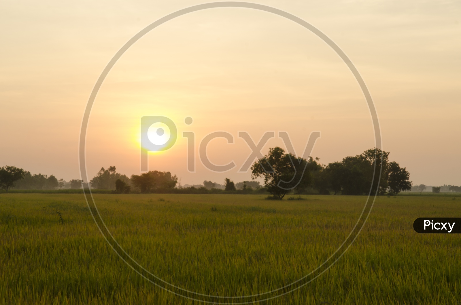 Image of Dawn Over a Paddy Field-VL871655-Picxy