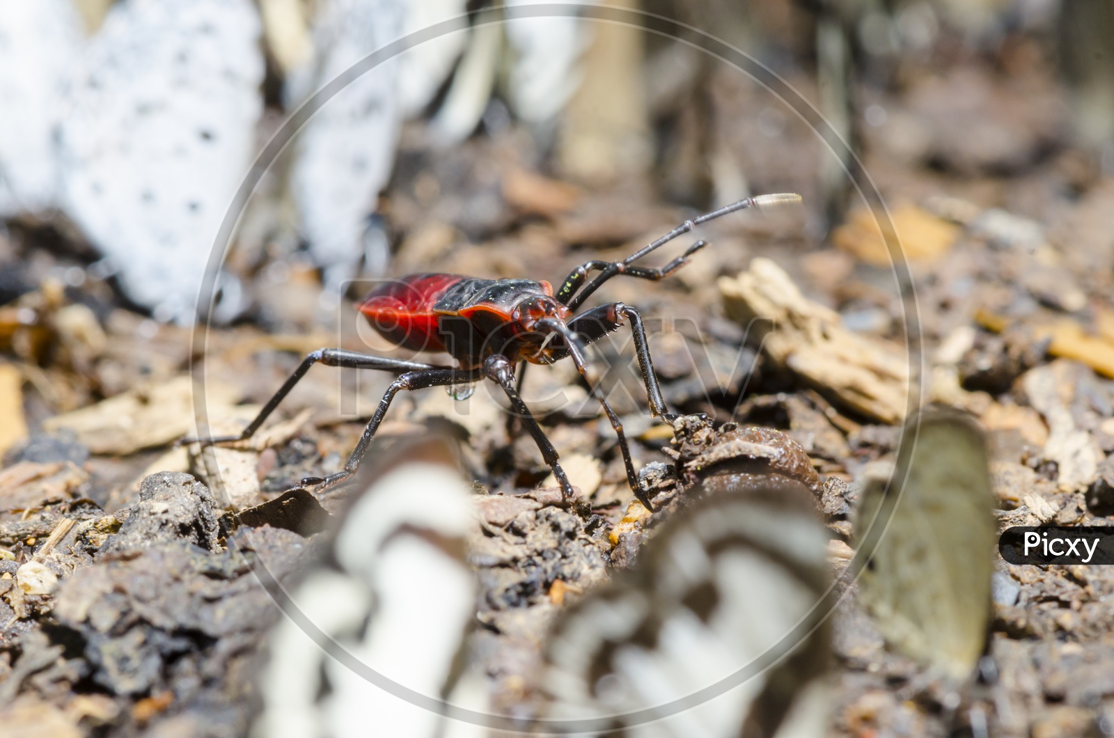 Image of Red Bug In tropical Forest-WU719173-Picxy