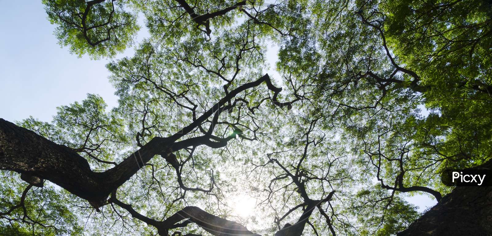 Image of Canopy Of Green Tree Branches With Bright Sky Background ...