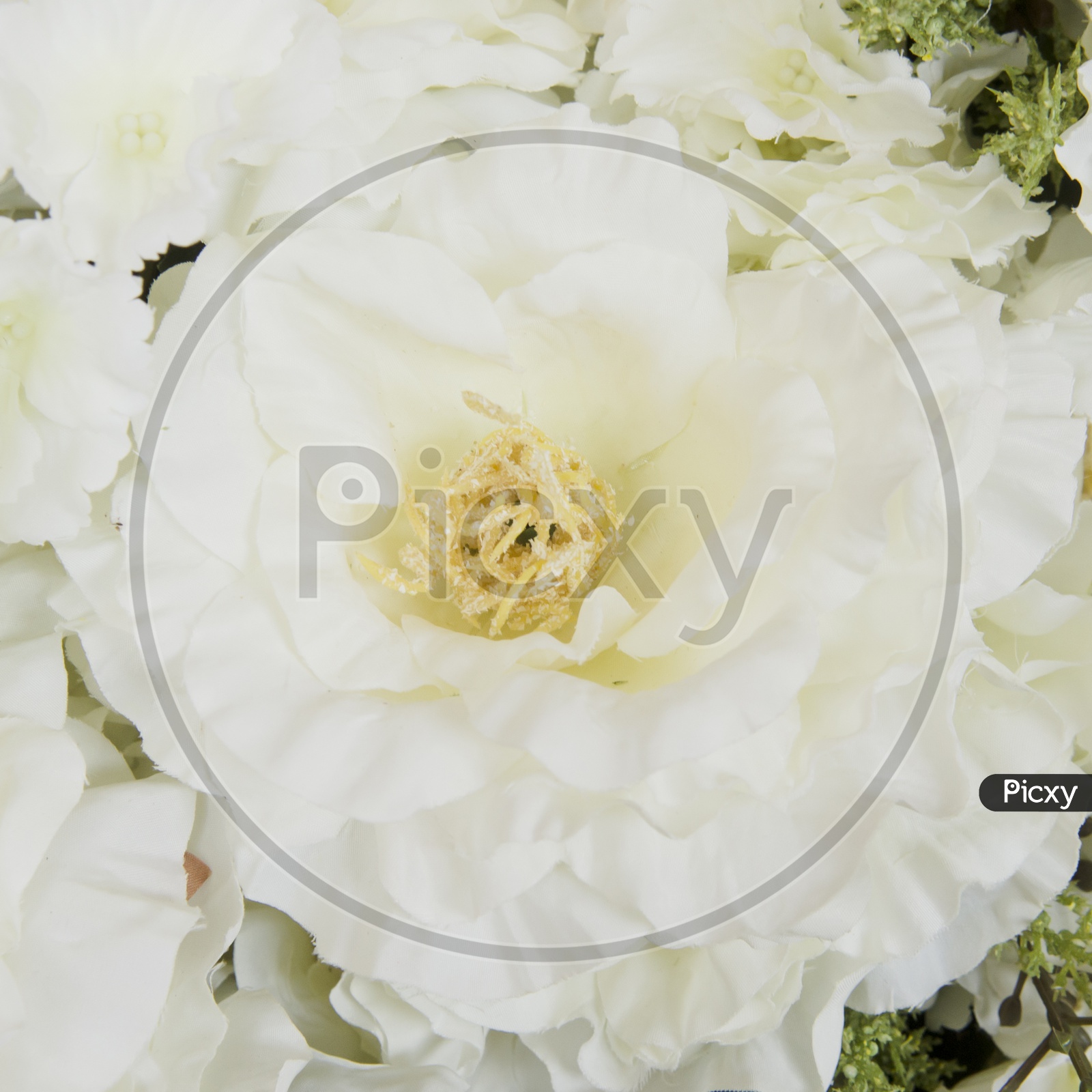 Image of Beautiful Flowers Closeup Filled Backgrounds-DJ573742-Picxy