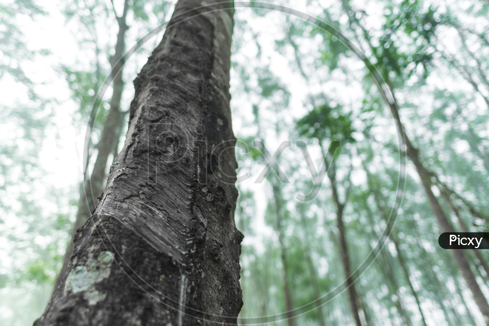 Image of Rubber Trees In Tropical Forests-XL250035-Picxy