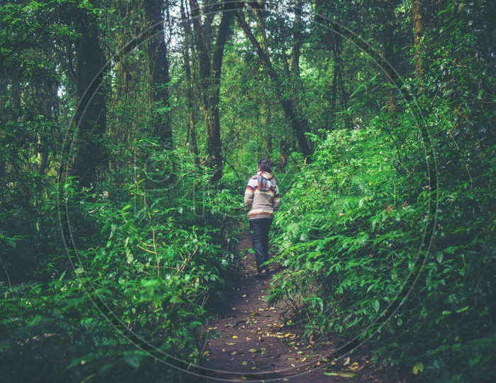 Image of Nature Loving Woman Walking Through Green Forest In Doi ...