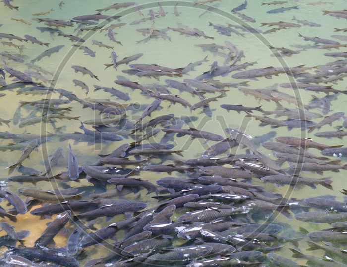 Image of Pond With Mahseer Barb or genera Tor or Neolissochilus or ...