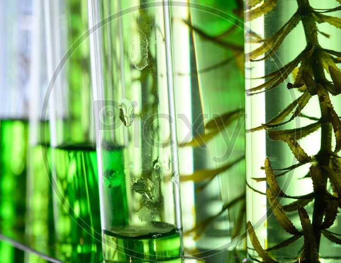 Image of Algae in test tubes, research in laboratories, biotechnology ...
