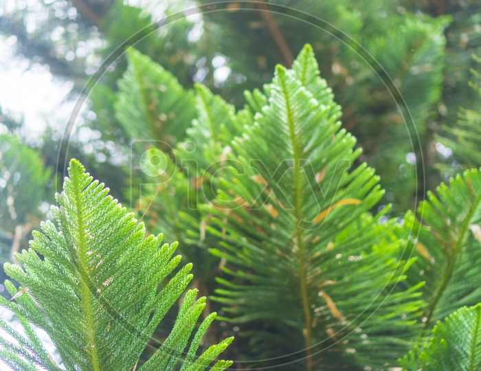 Image of Pine tree Leafs Forming a Background-DA008741-Picxy