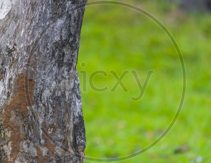 Image of Bael Tree Or Maredu Tree Stem-FE861921-Picxy
