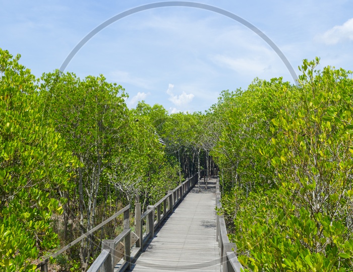 Image of Wooden Bridge Walkway Through Mangrove Forest-DC427984-Picxy
