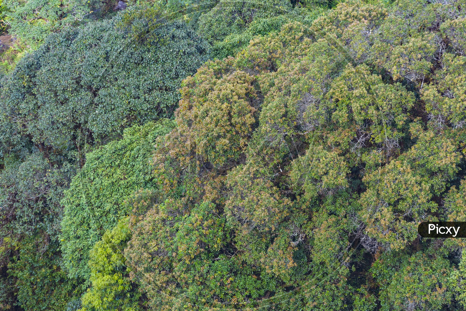 Image of Mountains, Trees, and greenery in a deep forest Ariel view ...