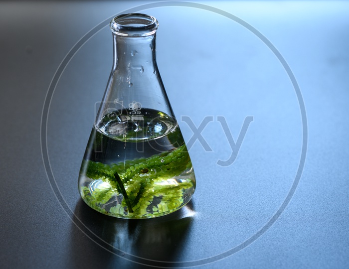 Image of Algae seaweed research in Conical Flask-UT320433-Picxy