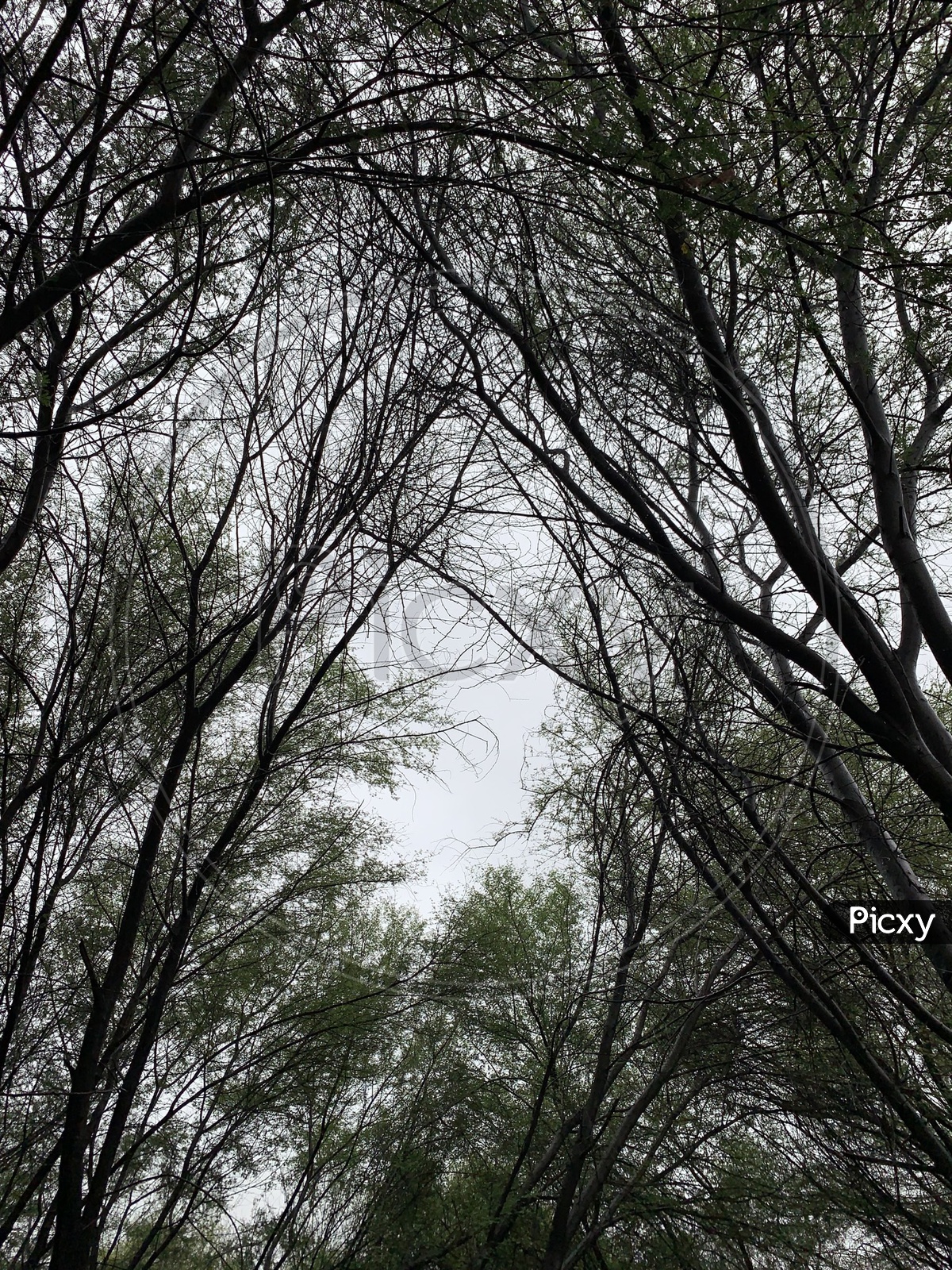 Image of Too many tress and a small portion of a sky-PZ389089-Picxy
