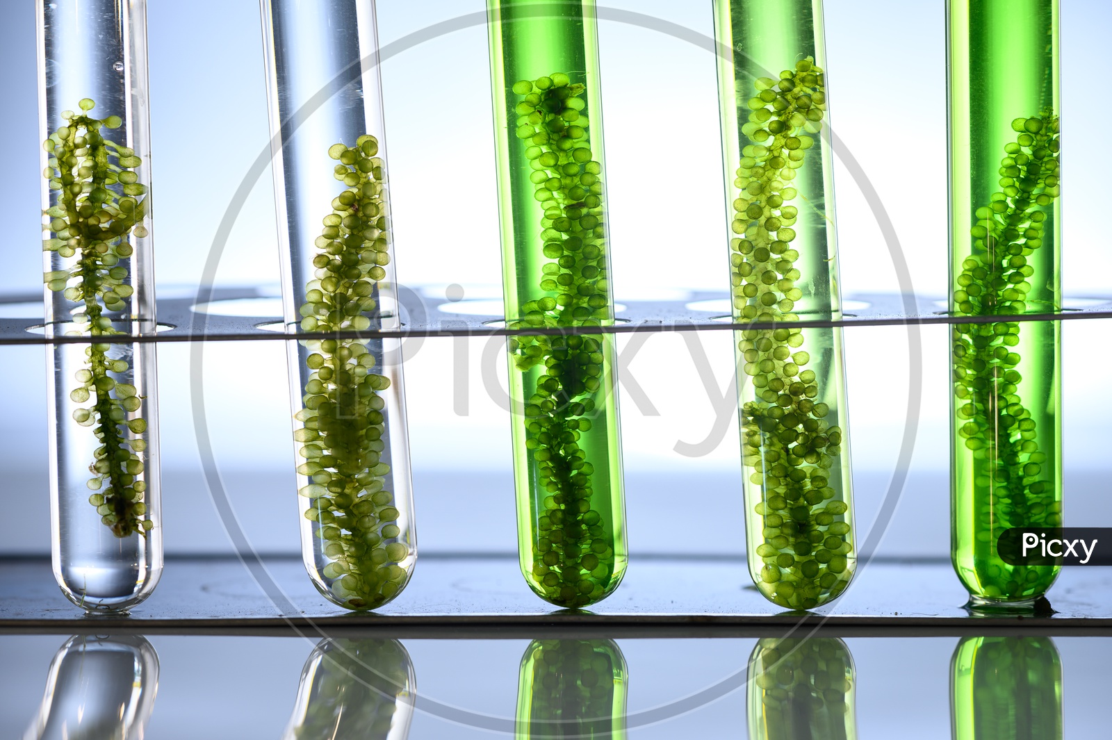 Image of 3 Algae seaweed test tubes in biotech laboratory ...