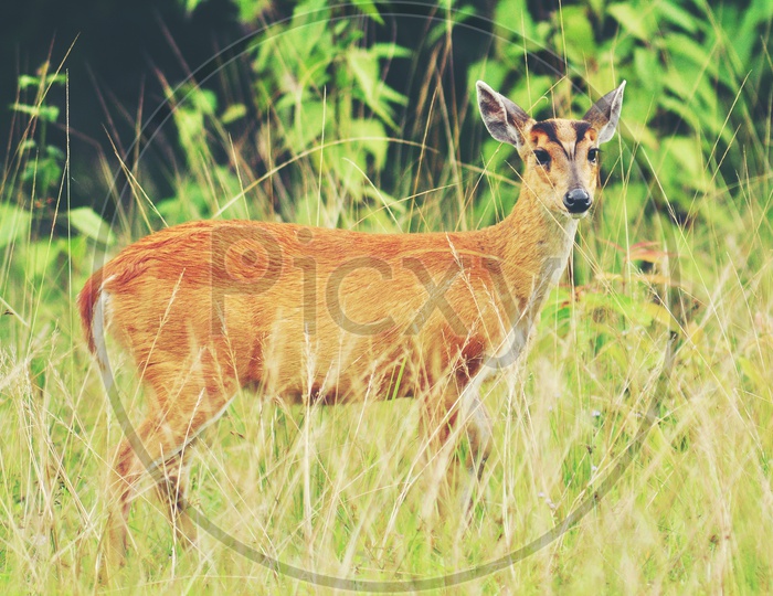 Image of Muntjac or Mastreani Deer Or Barking Deer in Khao Yai National ...