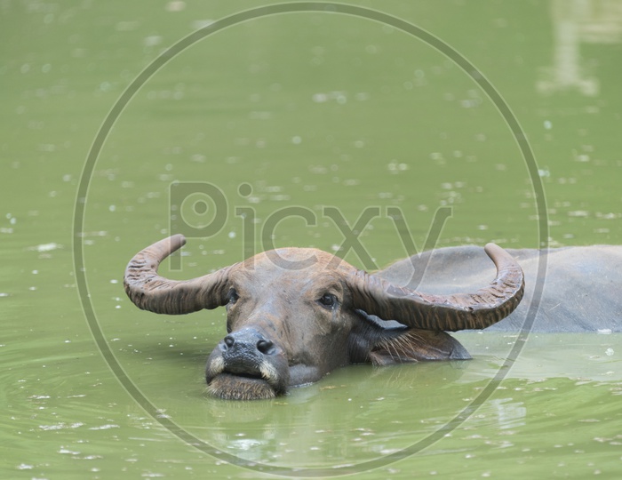 Image of Water buffalo swimming in the lake-CB828857-Picxy
