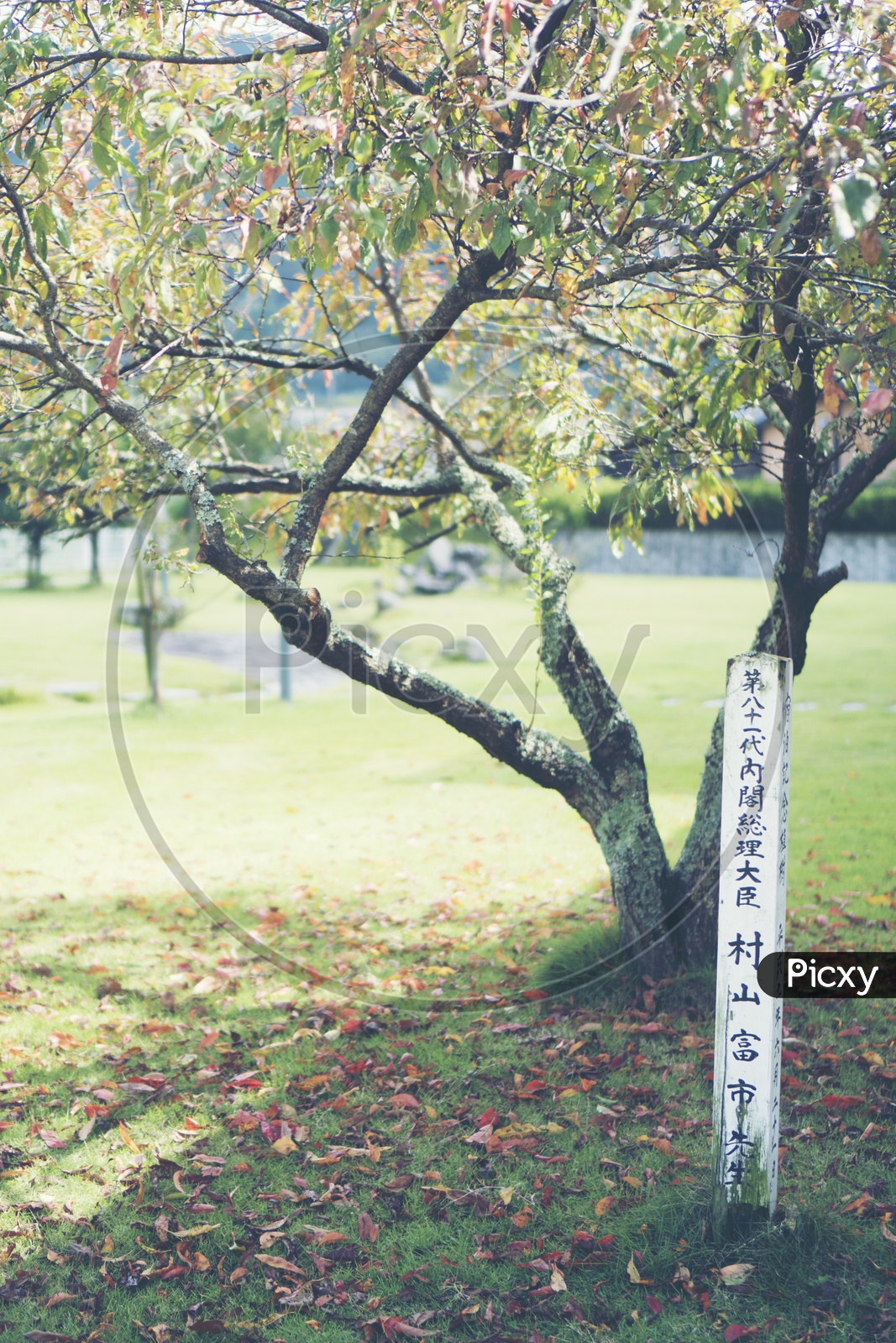 Image of Japanese tree garden in Autumn Season-BQ043212-Picxy