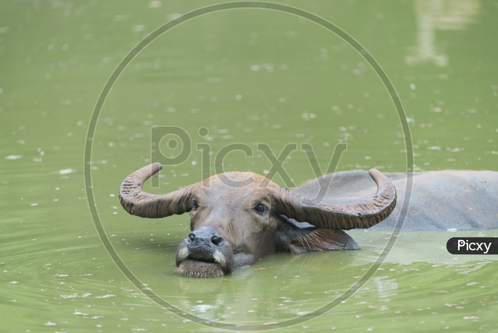 Image of Water buffalo swimming in the lake-CB828857-Picxy