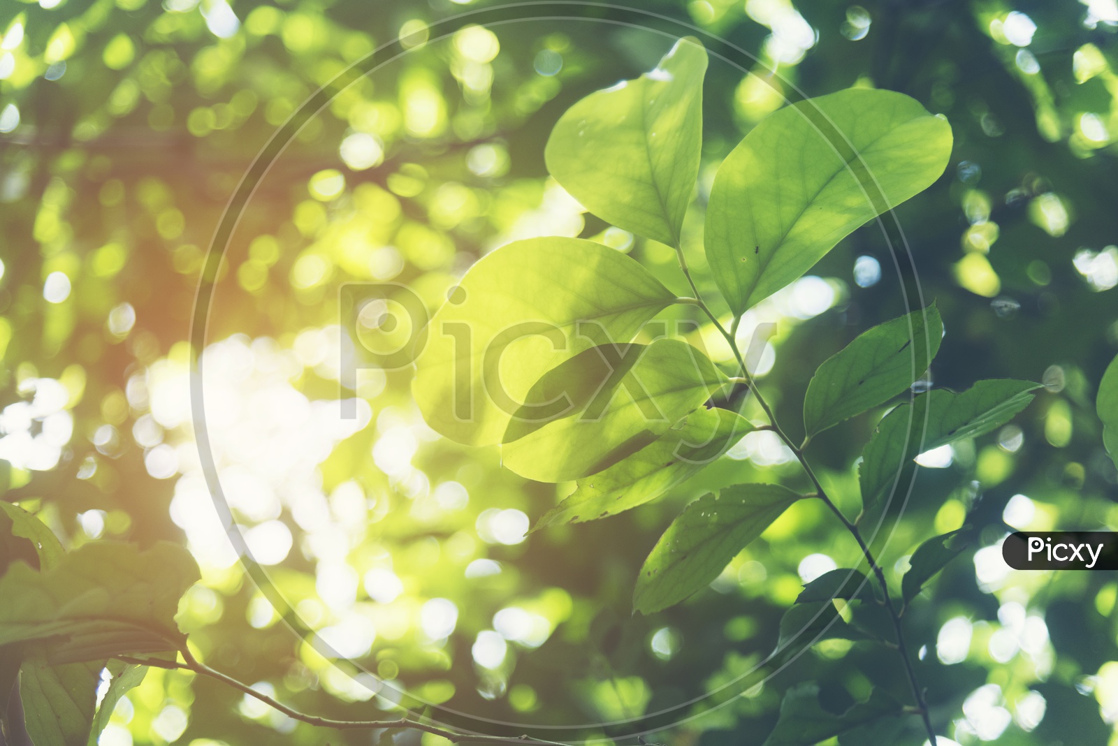 Image of Green Fresh Leaves Background Resembling Nature-MS380462-Picxy