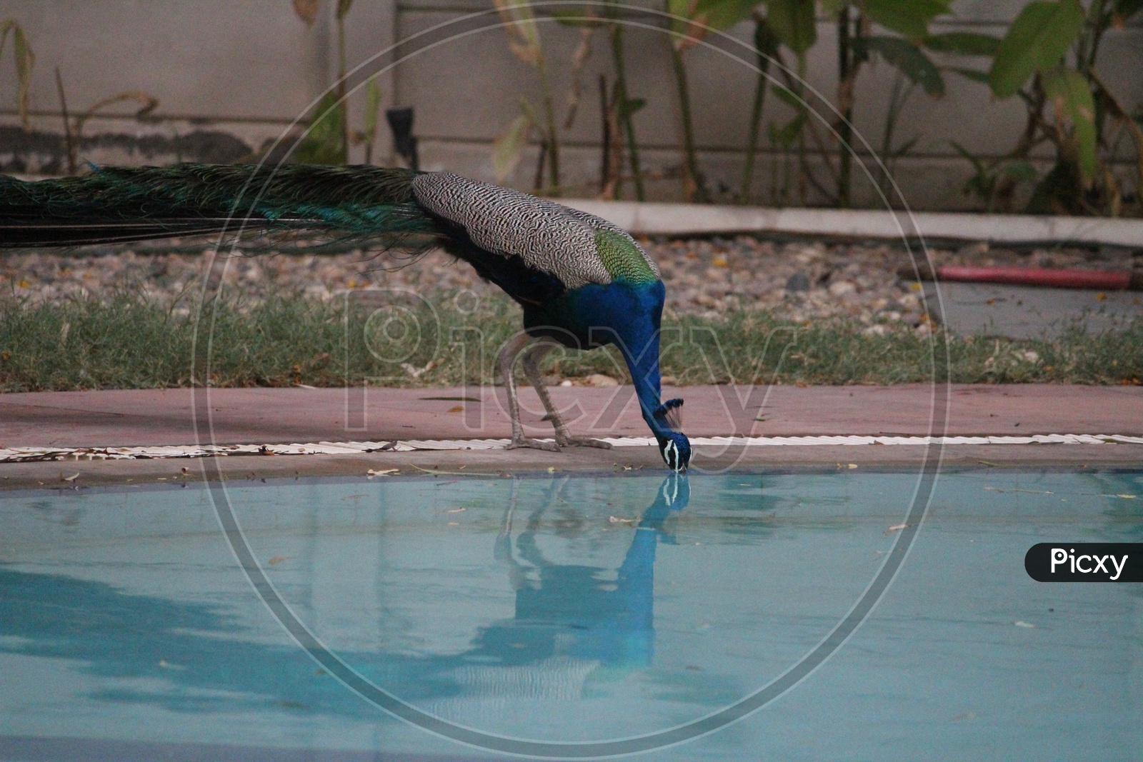 Image of Peacock Drinking Water From a Swimming pool-WS364783-Picxy