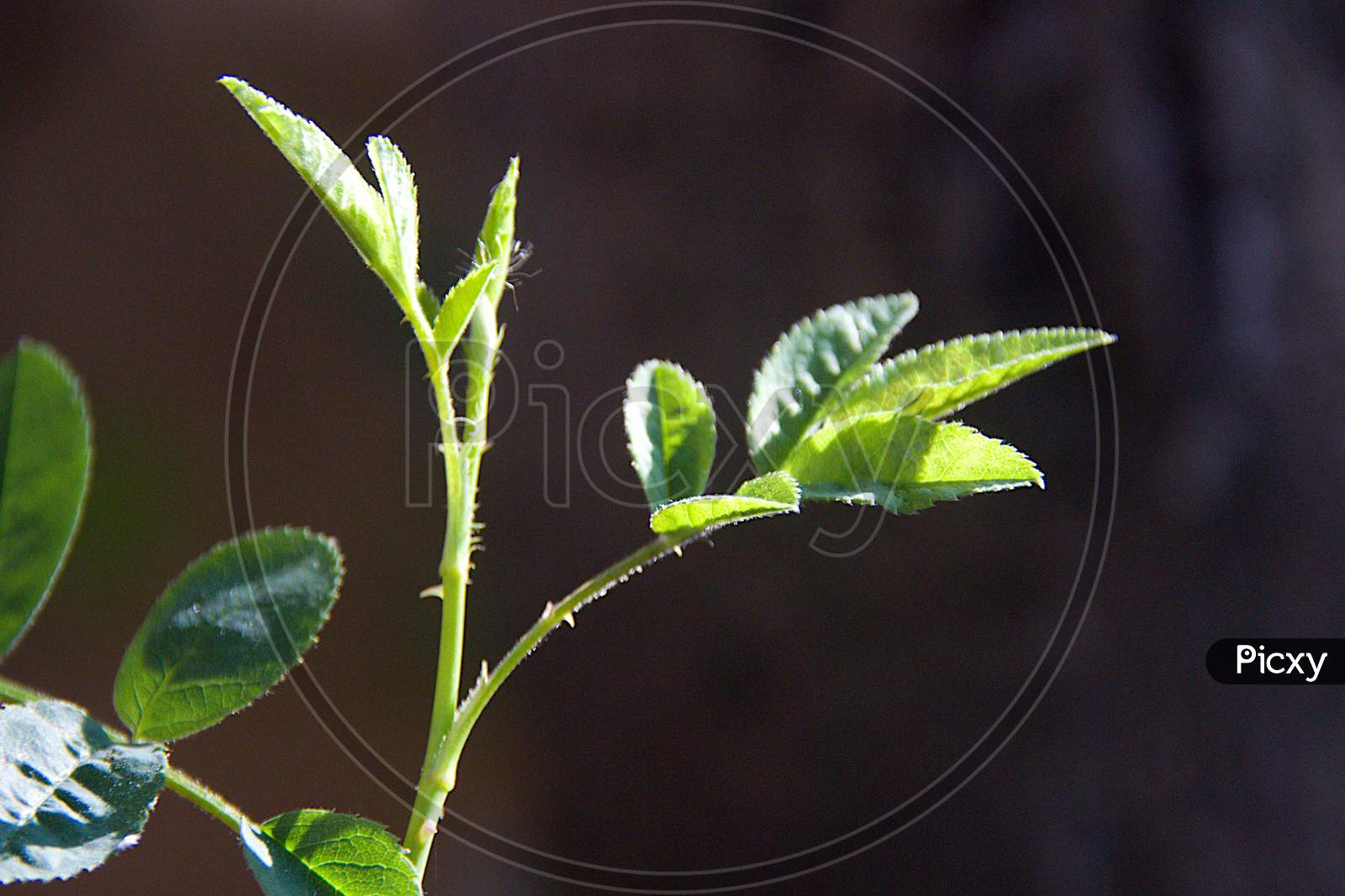 Image of Twig Of Tender Leaves-TO445479-Picxy