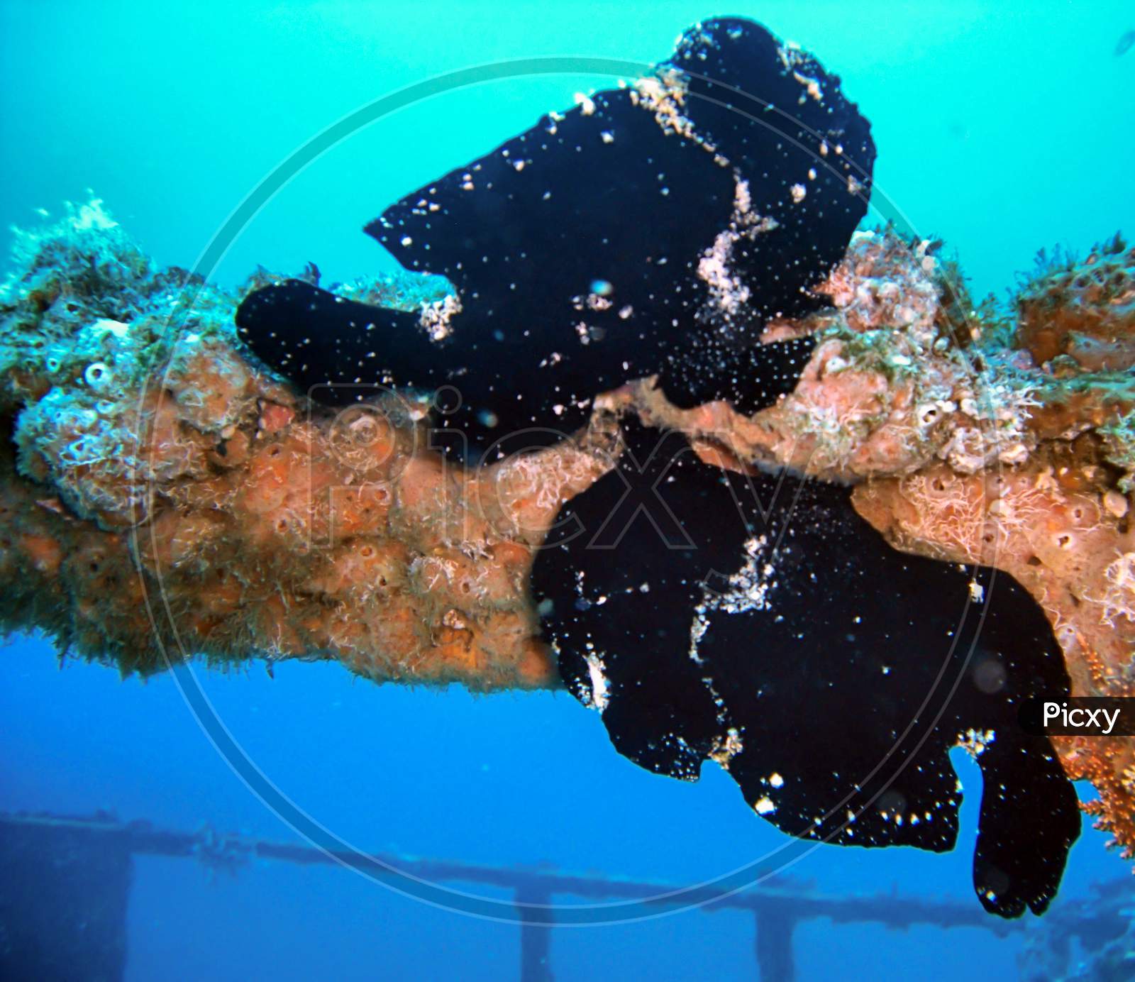 black frogfish