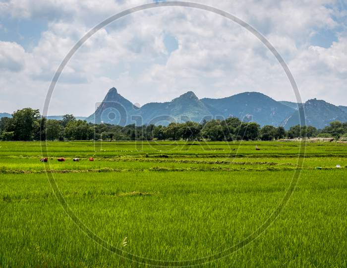 Image of Beautiful Road of Ajodhya Hill ,Purulia-SM017086-Picxy