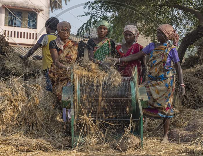 Image of paddy is being separated from rippen and dried paddy plants ...