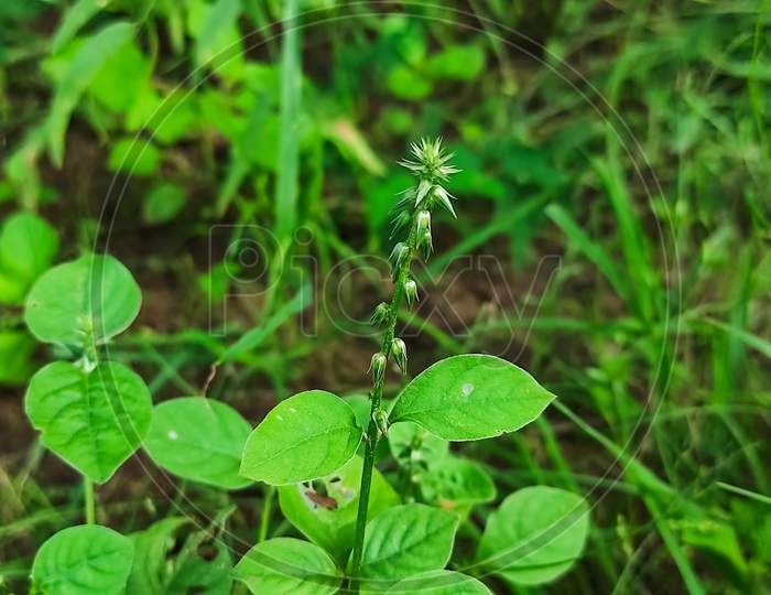 Image of Atibala Is An Ayurvedic Medicine Plant.-ZX707188-Picxy